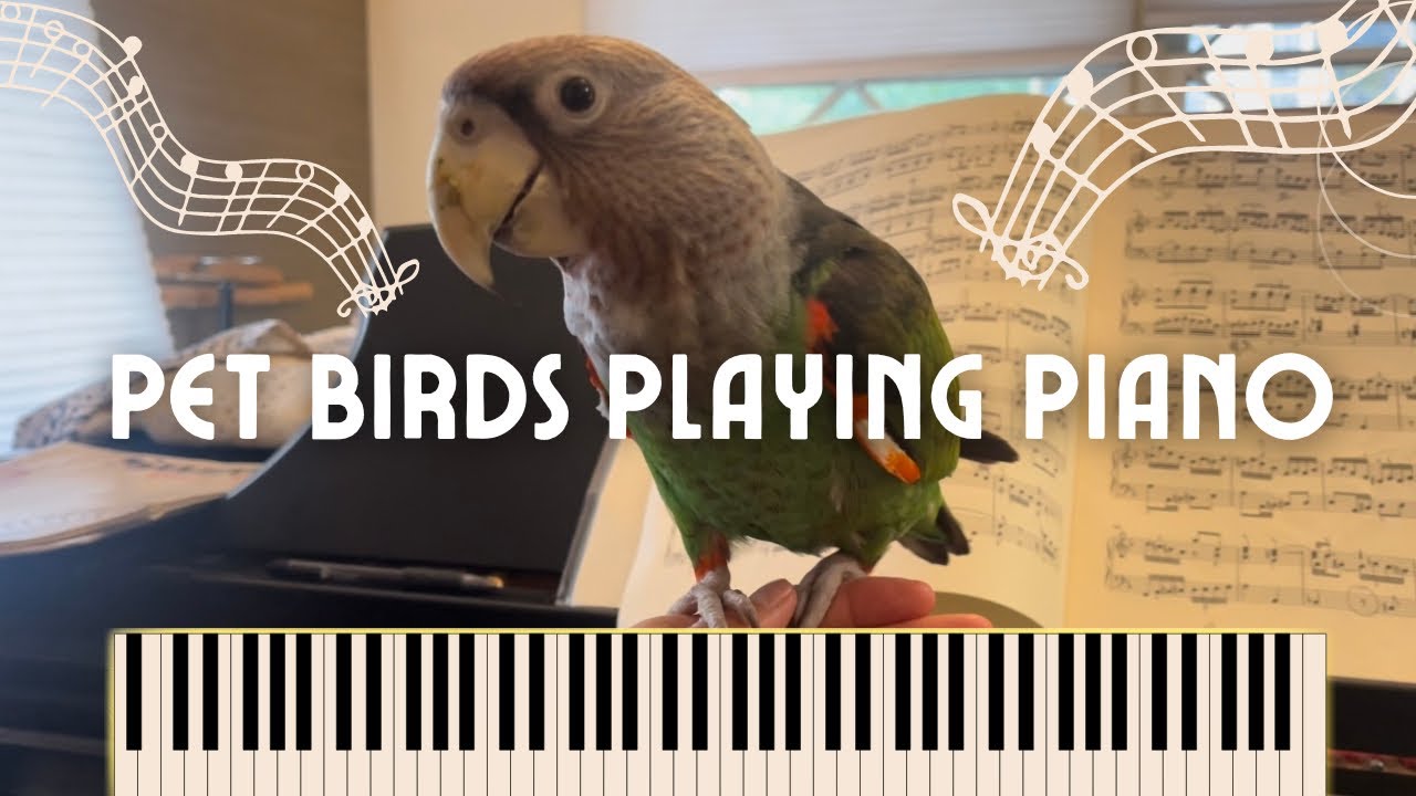 Playing Piano With My Pet Birds 🎹🦜🎼 - YouTube