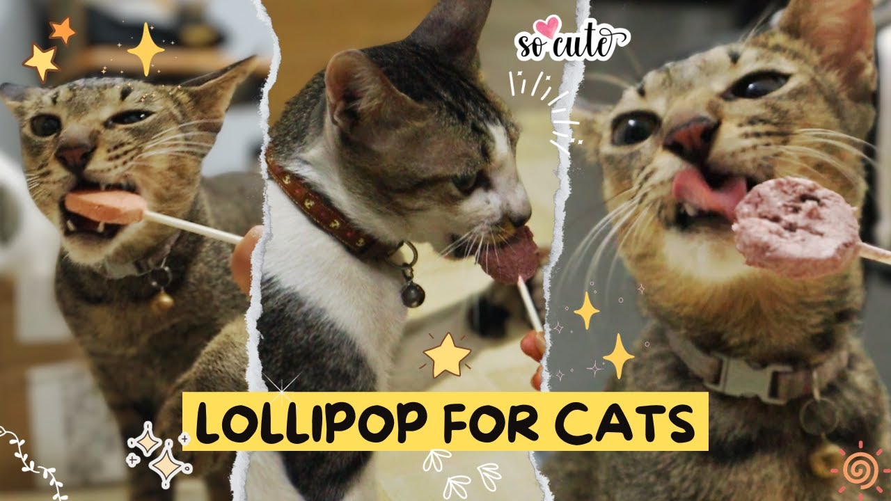 Lollipop For Cats 🙀🍭| Try Lollipop Cat Treat For The First Time - YouTube