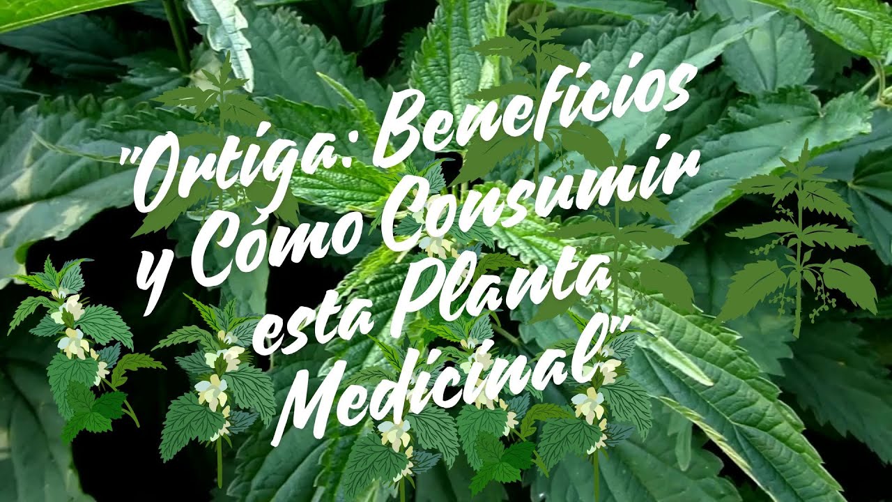 "Ortiga: Beneficios y Cómo Consumir esta Planta Medicinal" - YouTube