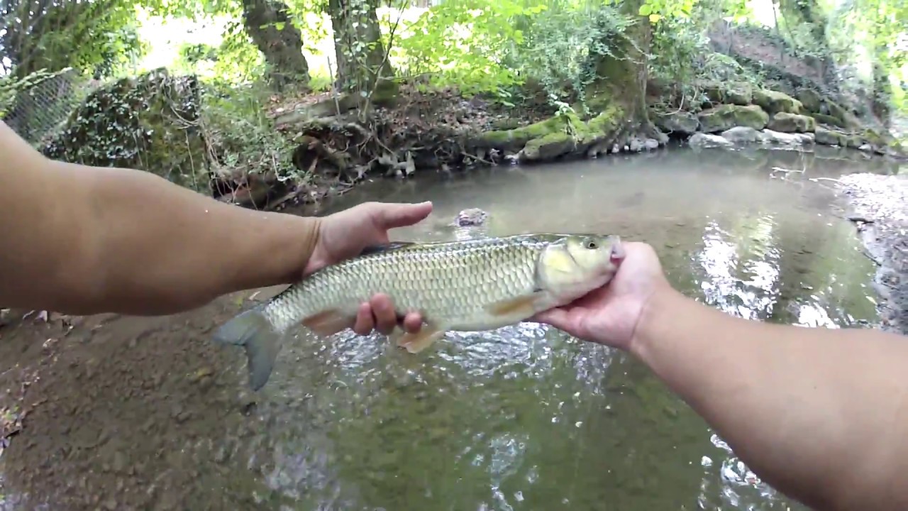 Pêche du chevaine (chevesne) au leurre en rivière - YouTube