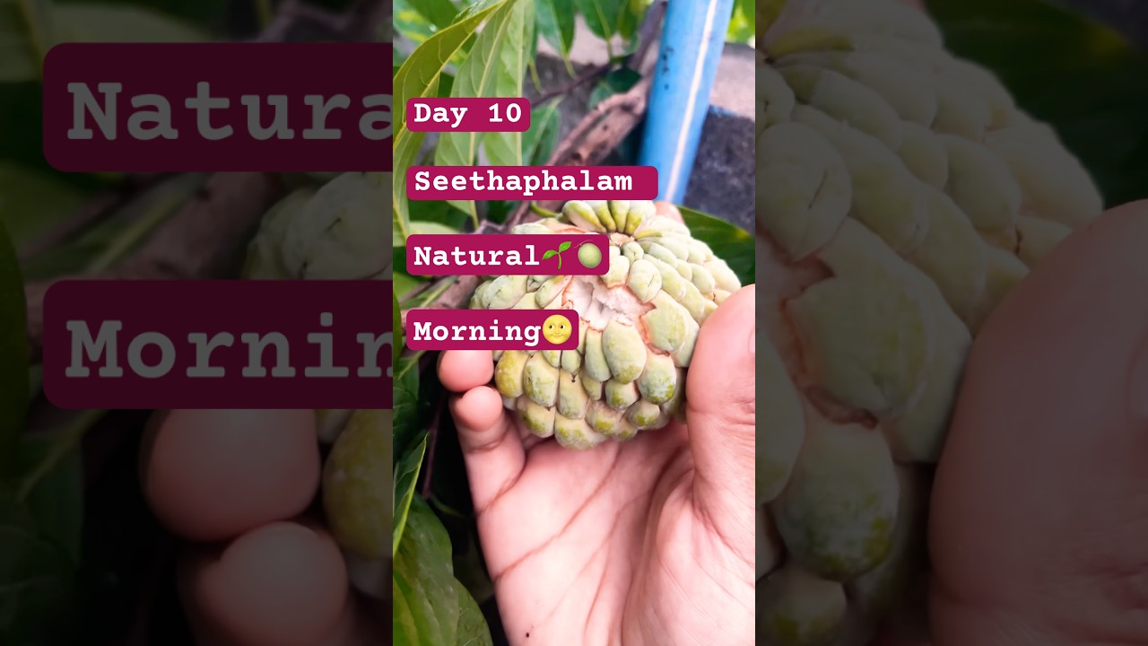 Today morning at my home🤗😋#seethaphalam #custardapple #like # ...