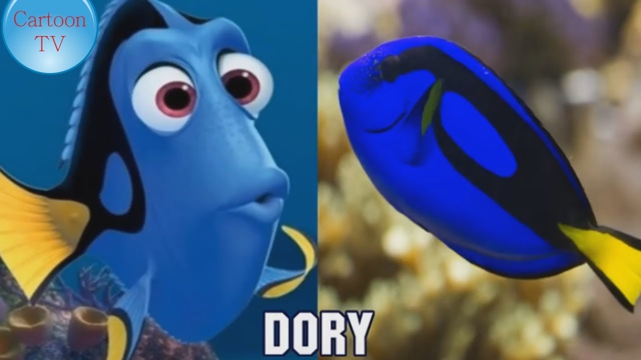 Finding Dory Fish In Real Life 2018 - YouTube