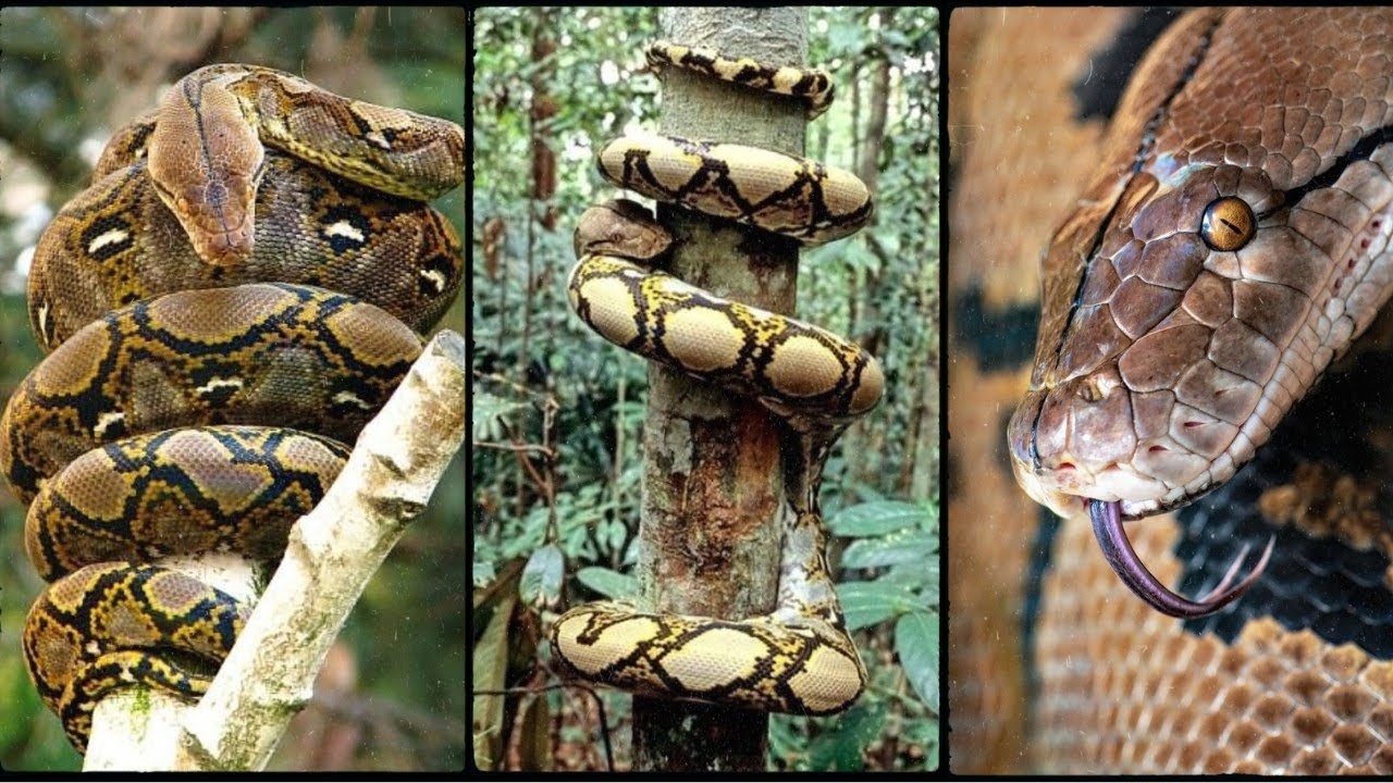 Meet The Reticulated Python The World s Longest Snake Python meet-the-reticulated-python-the-world-s-longest-snake-python