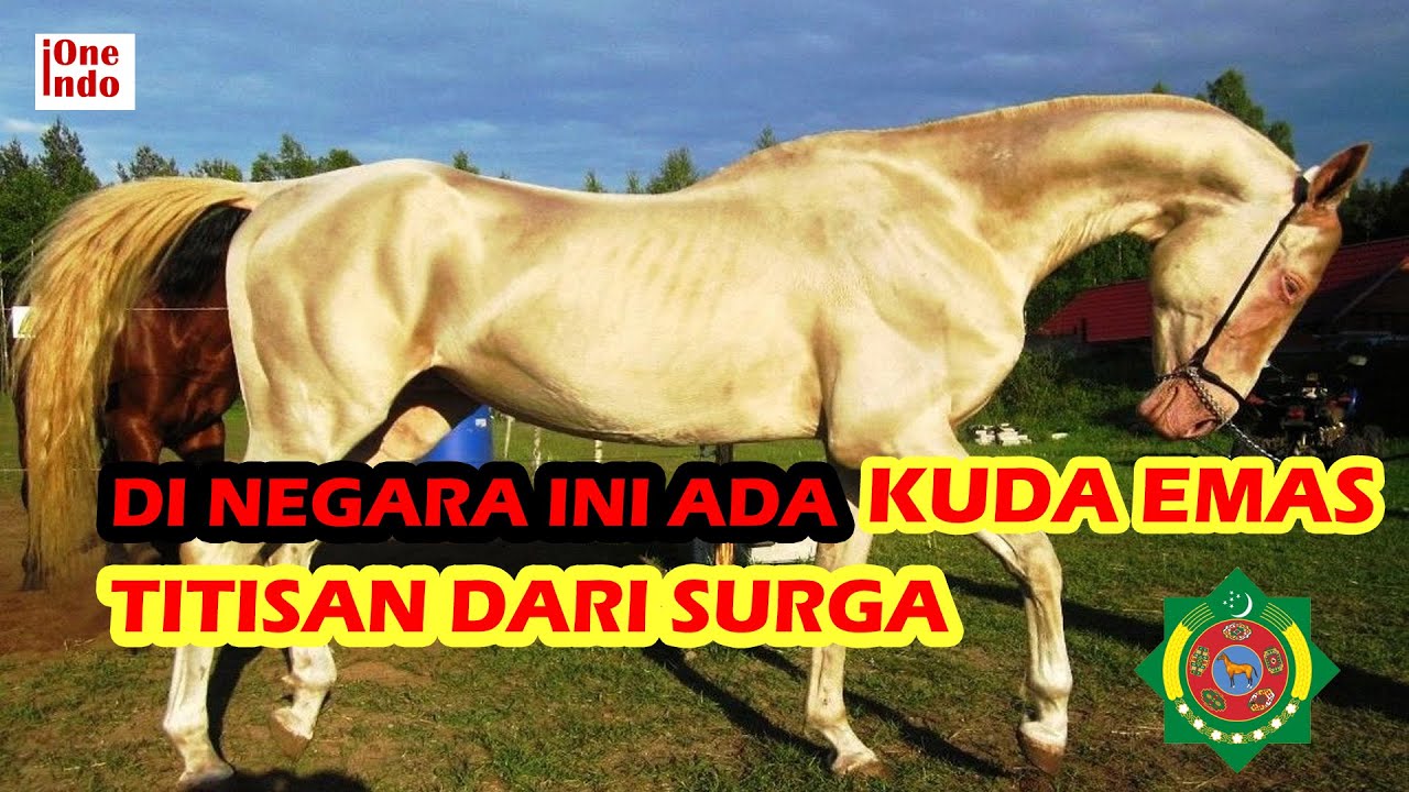 Negara Pencinta Kuda Turkmenistan | KUDA EMAS AKAL-TEKE - YouTube