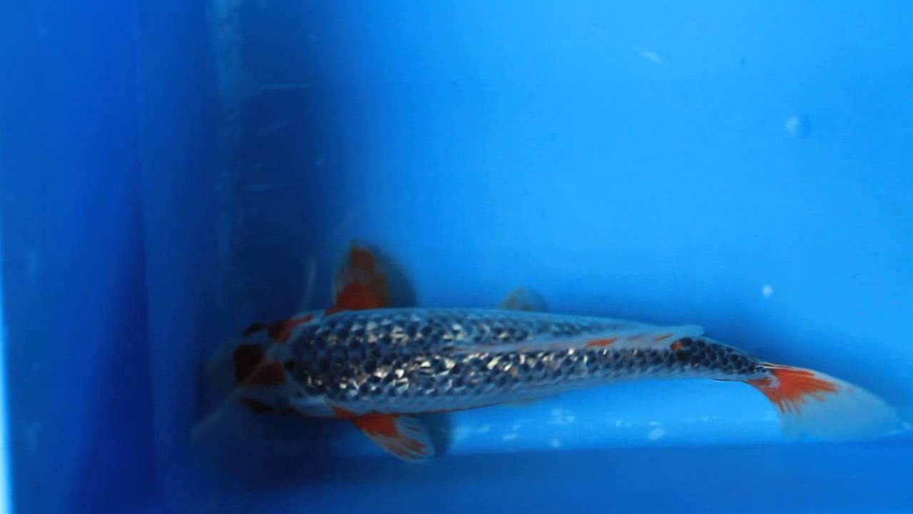 15" Gin Rin Asagi Koi Carp fish for sale @ love aquatics - YouTube