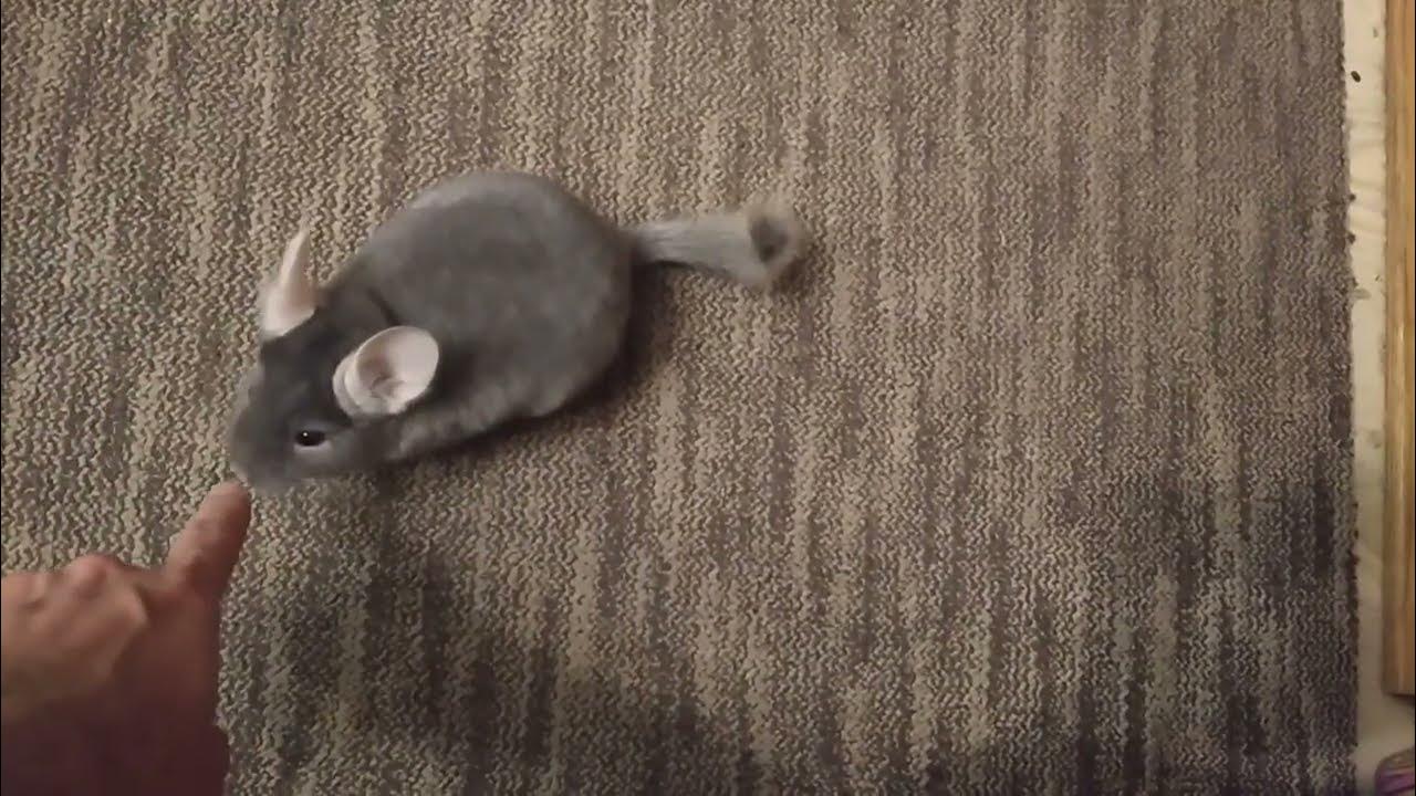 Шиншилла, маленькая - YouTube