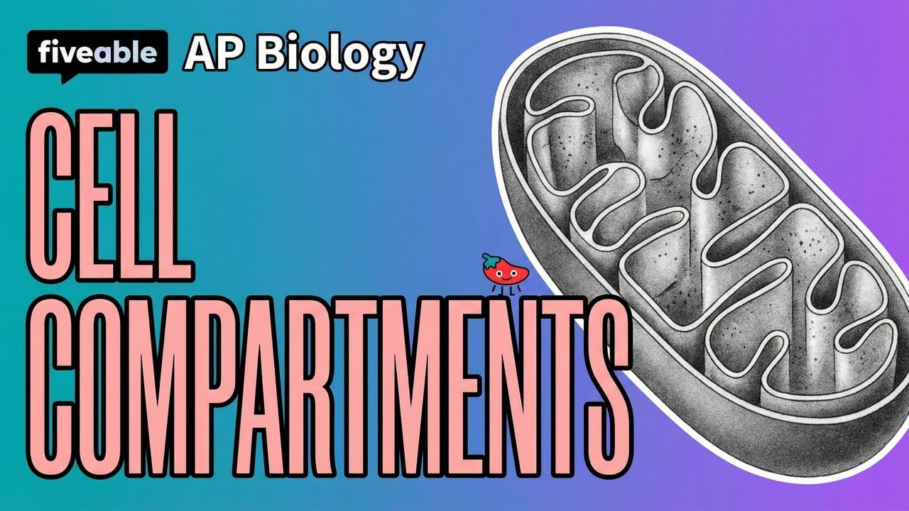 AP Biology - Cell Compartmentalization & Endosymbiosis - YouTube