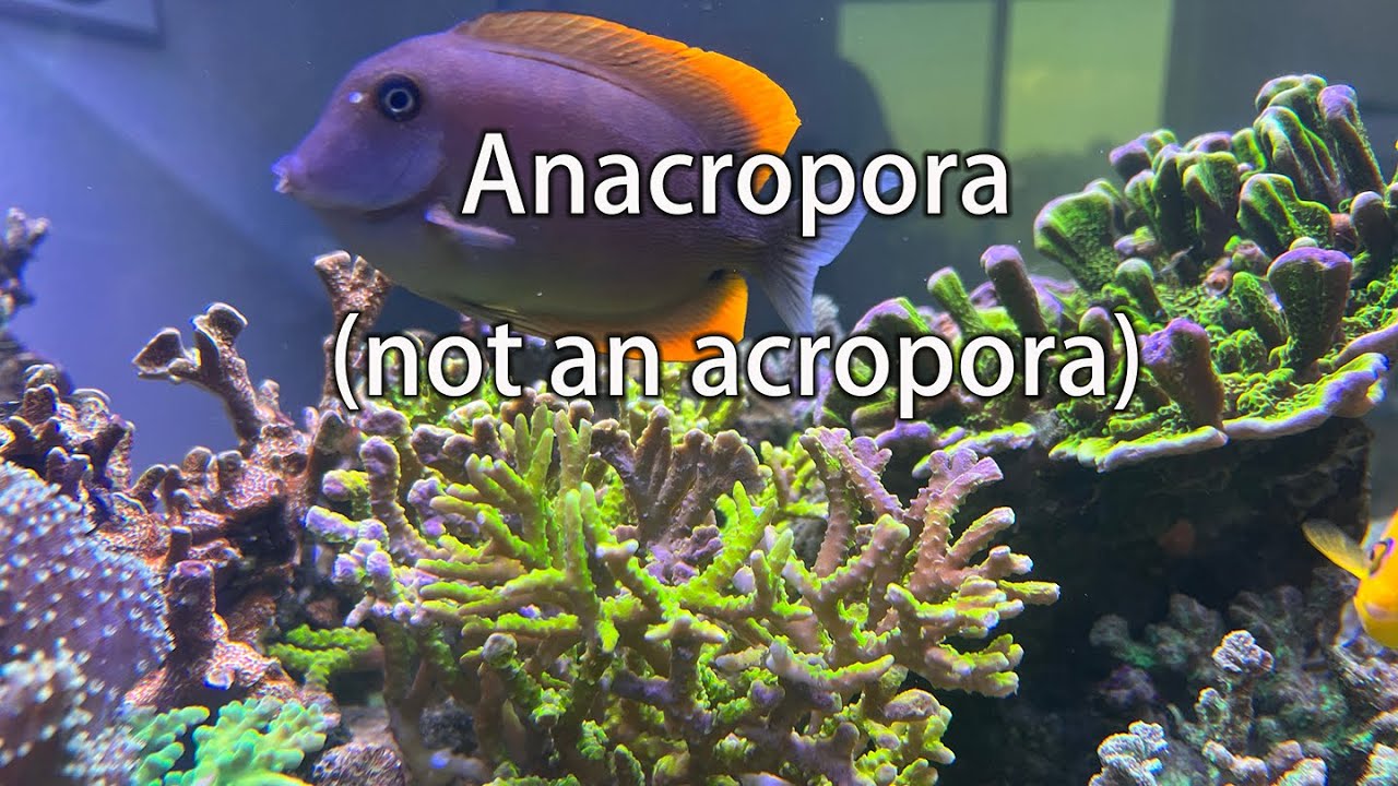 Making Room for Anacropora Colony - YouTube