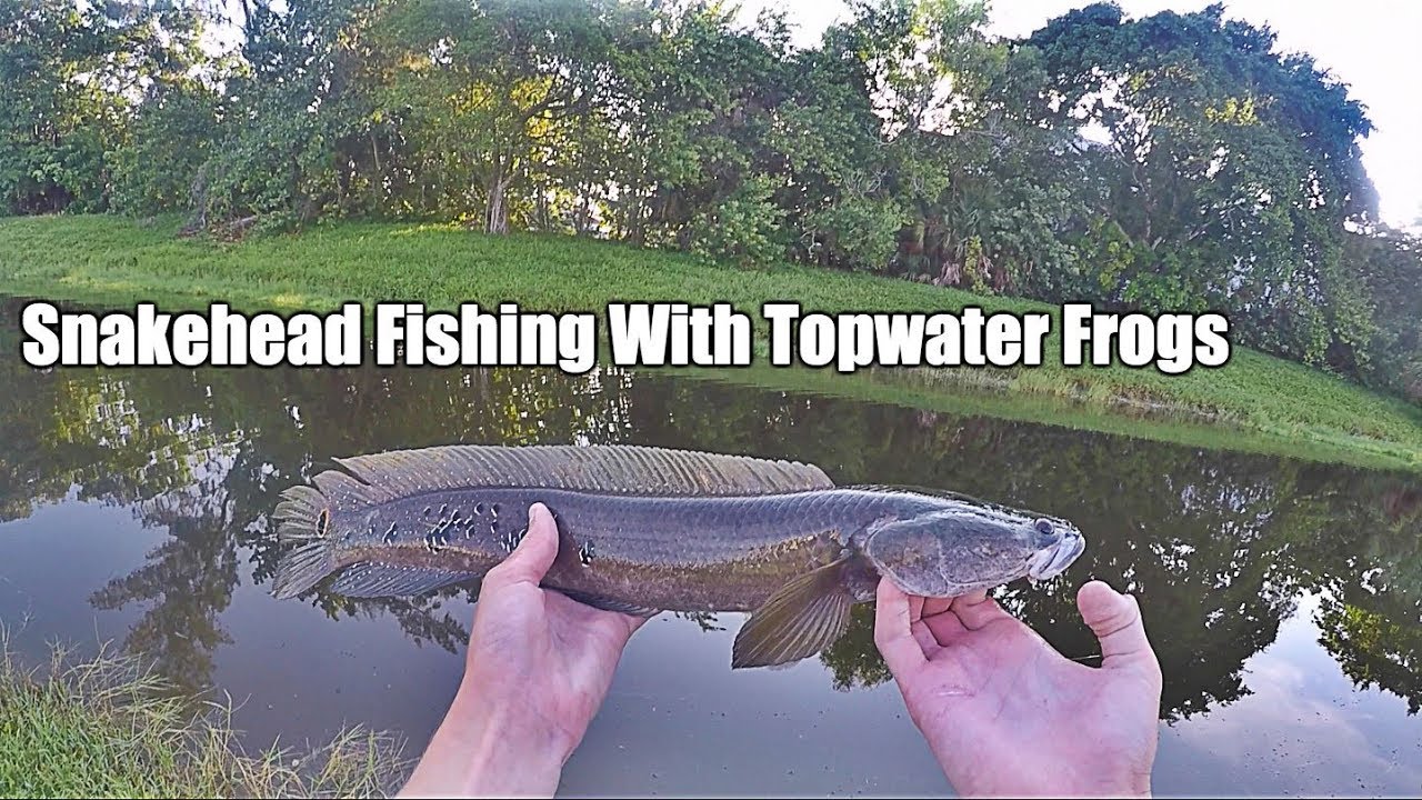 South Florida Snakehead Fishing with Topwater Frogs - YouTube