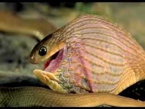 Snake eating BIG egg - YouTube