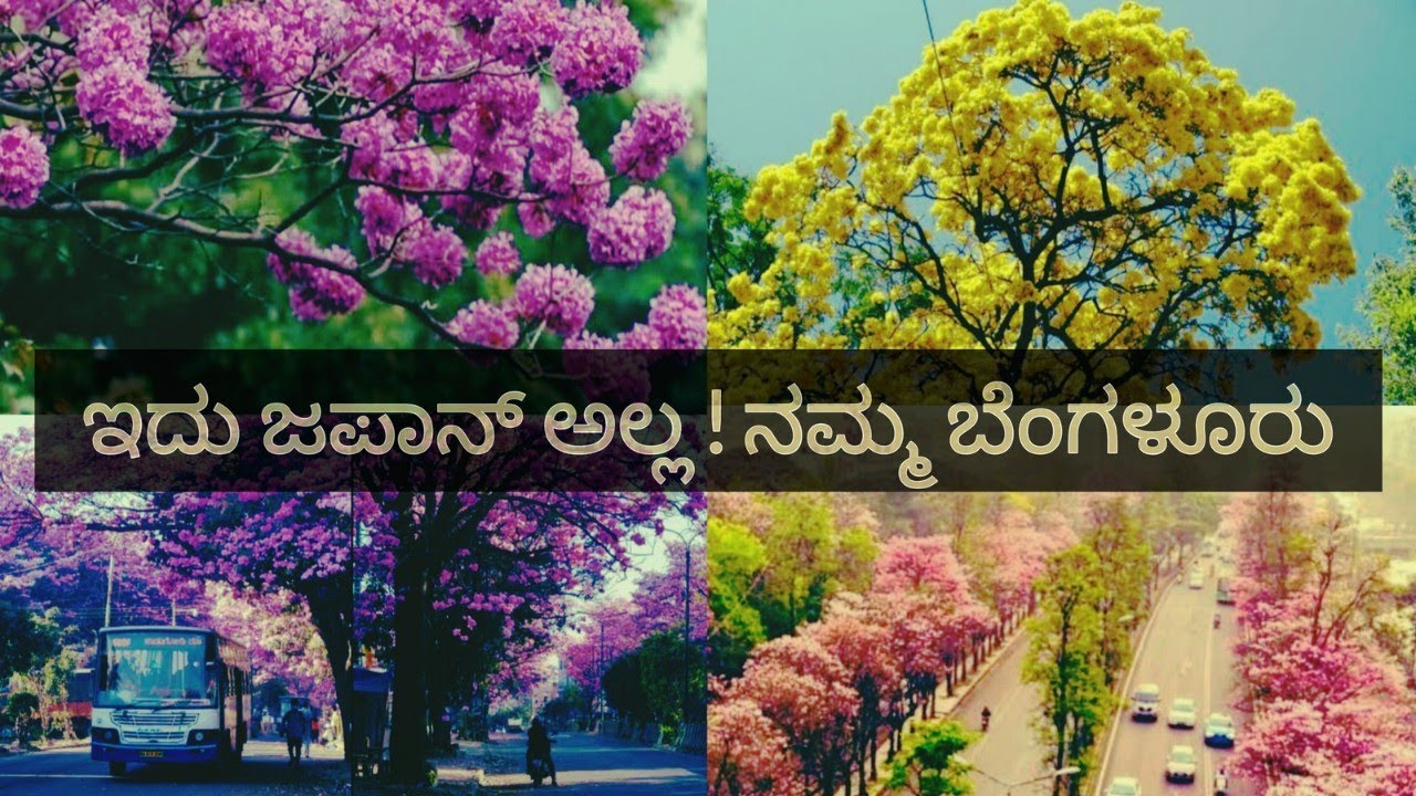 Bengaluru Blossoms | Tabebuia Rosea Flowers in Bangalore | Spring ...