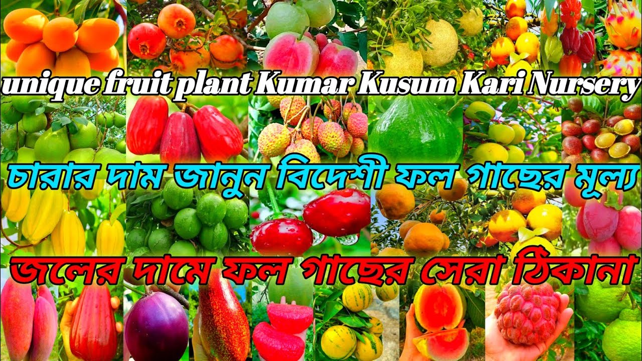 unique fruit plant | Kumar Kusum Kari Nursery | kumar kusum nursery ...