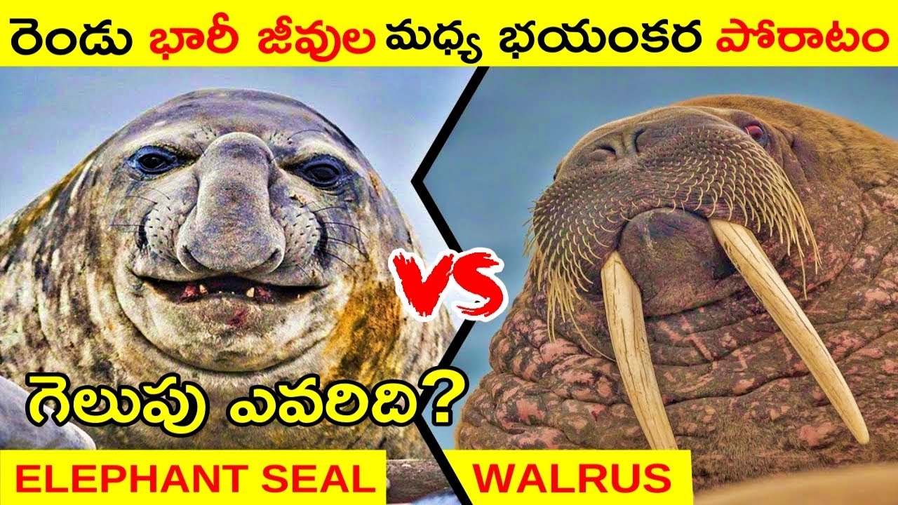 ELEPHANT SEAL VS WALRUS | రెండు భారీ జీవుల మధ్య భయంకరమైన పోరాటం | Who ...