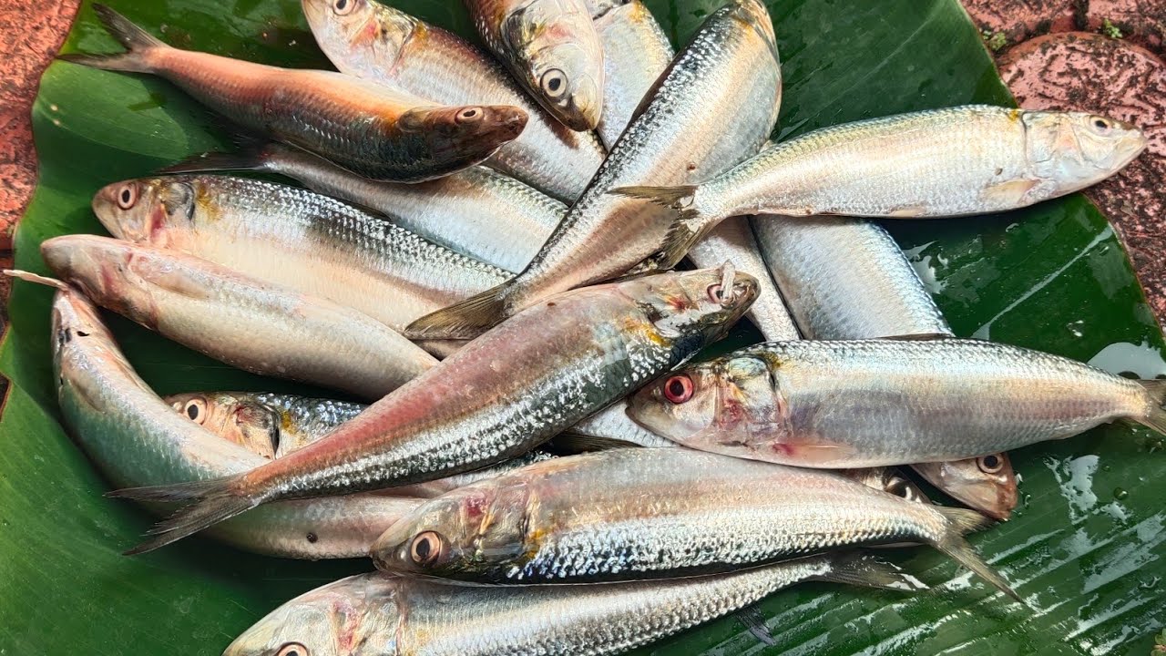 ದೊಡ್ಡ ಬೂತಾಯಿ ಮೀನಿನ ಗಸಿ/ಈ ಗಸಿ ಮಾಡಿ ಮರುದಿನ ತಿನ್ನಿ /ರುಚಿ ಸೂಪರ್ ಆಗಿರುತ್ತೆ ...