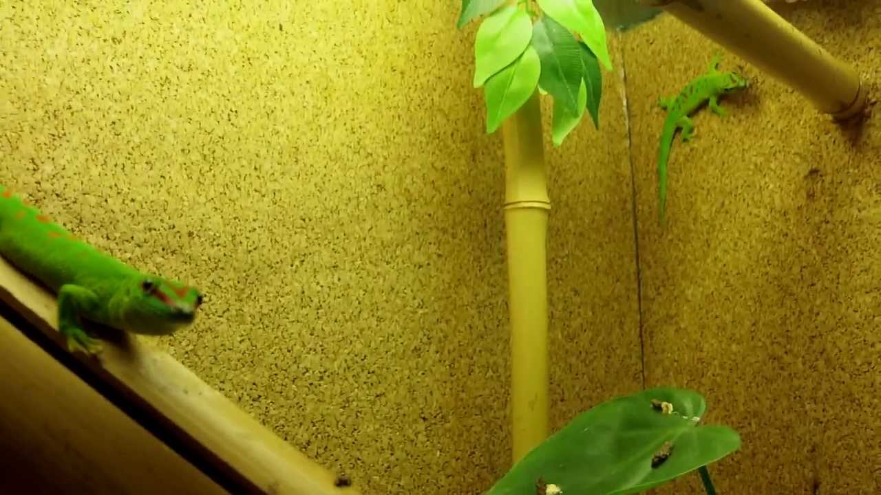 Madagaskar Geckos hunting - YouTube
