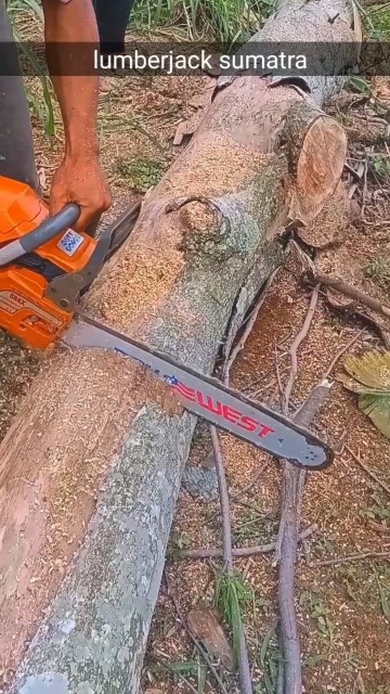 very solid dry Albasia wood cut#chainsaw#cuttingwood#tree#lumberjack# ...