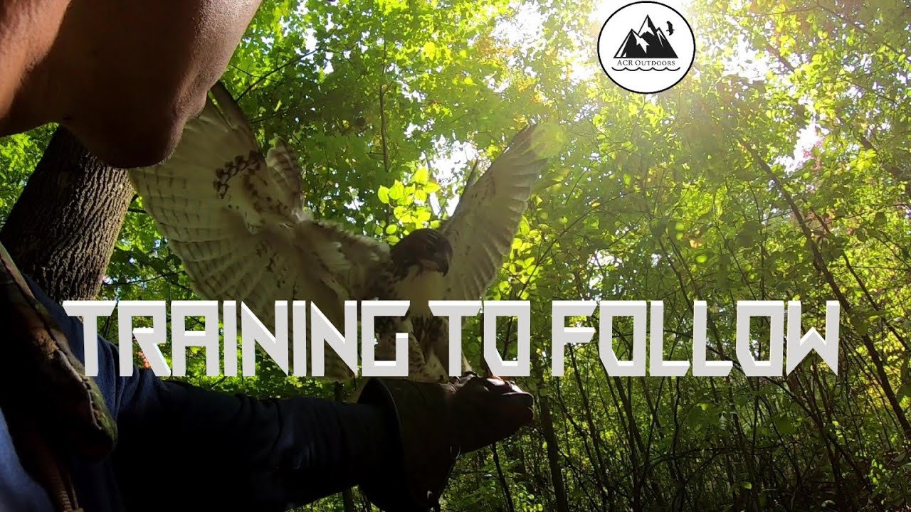 TRAINING A RED TAILED HAWK TO FOLLOW - ACR Outdoors - YouTube