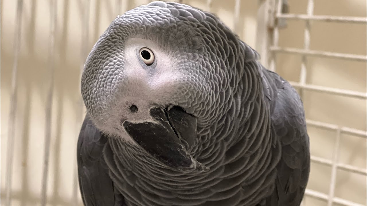 African grey parrot breeding process - YouTube