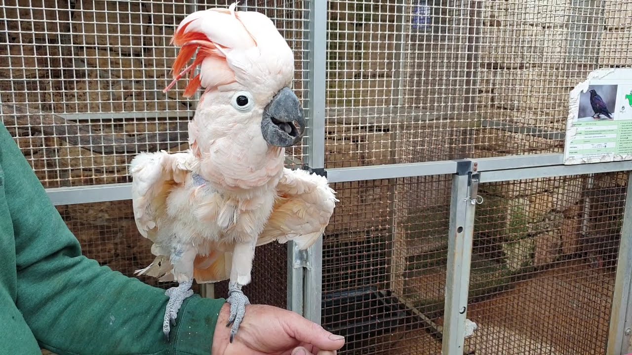 Talking Parrot | Birds Park in Malta | #talkingparrot - YouTube