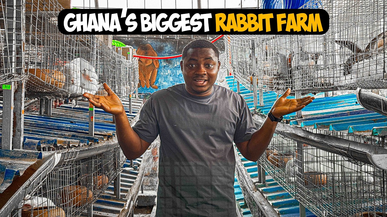 Inside One of the Biggest Rabbit Farms in Ghana 🇬🇭 | 400 Capacity with ...