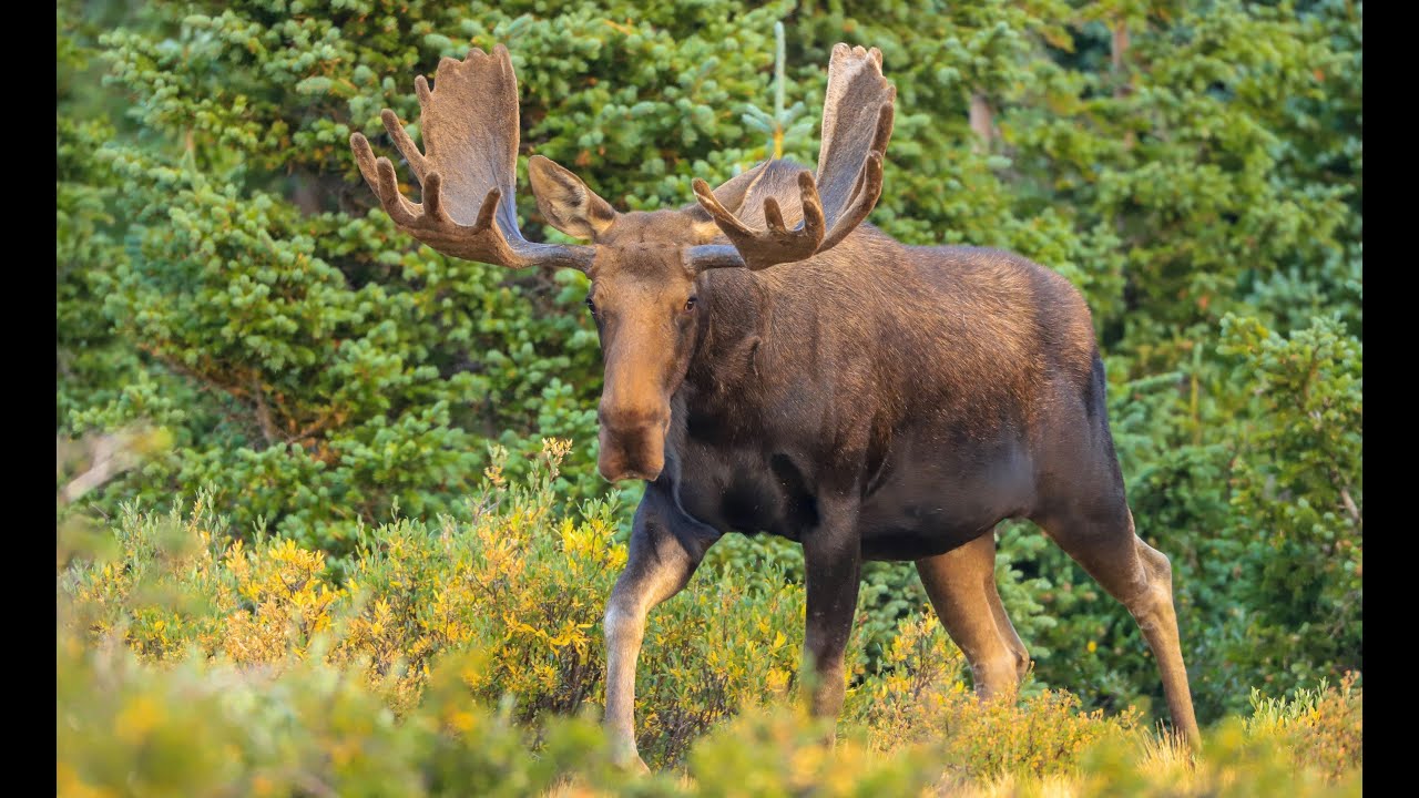 Big Bull Moose in Colorado - YouTube