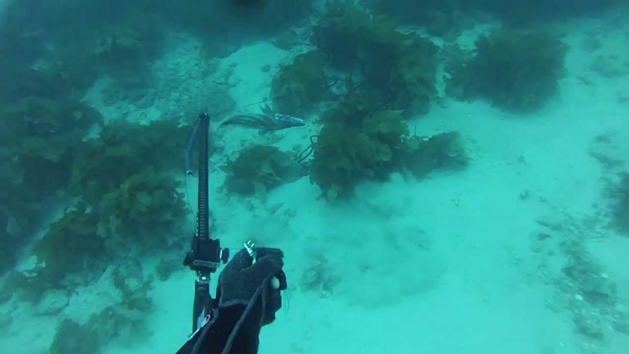 Great barrier Island Spearfishing New Zealand - YouTube
