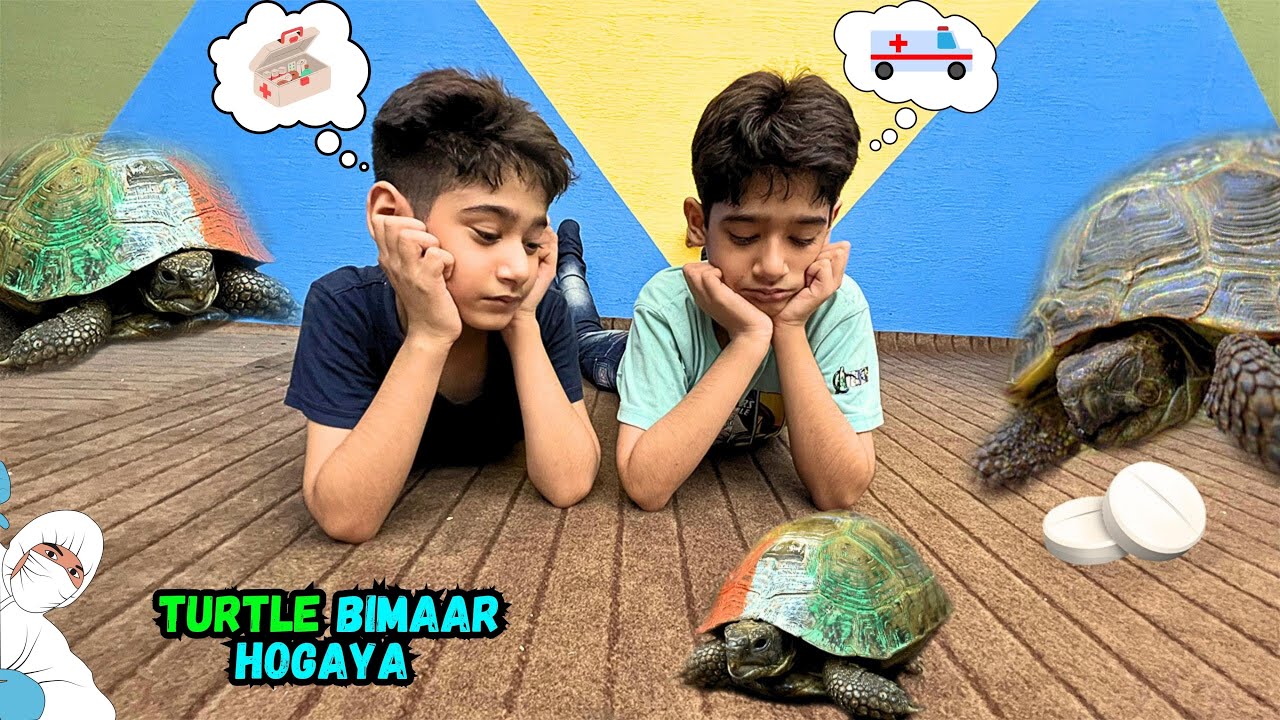 TURTLE BIMAAR HOGYA Ab ??????? - YouTube