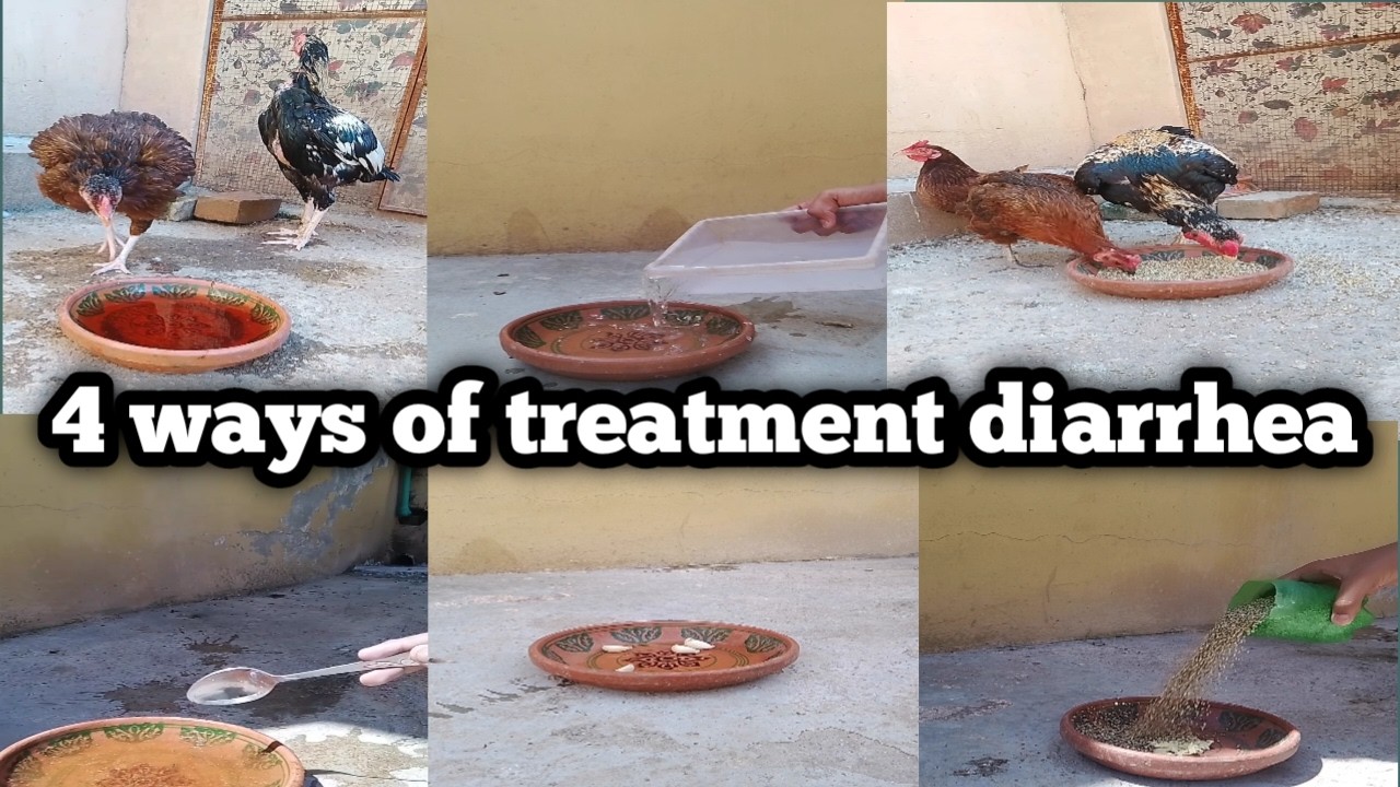 4 ways to treat diarrhea|most important video for biggners. - YouTube