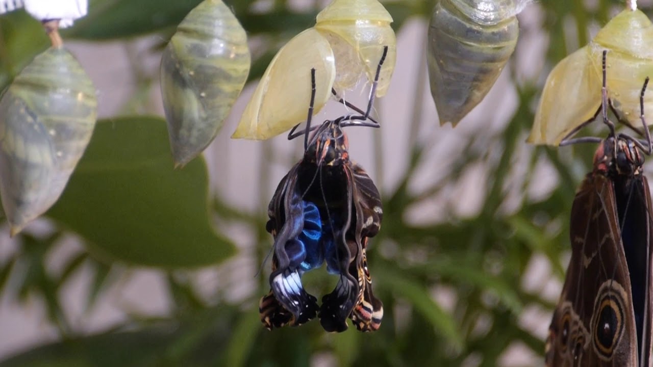 Blue Morpho emerging from chrysalis - YouTube