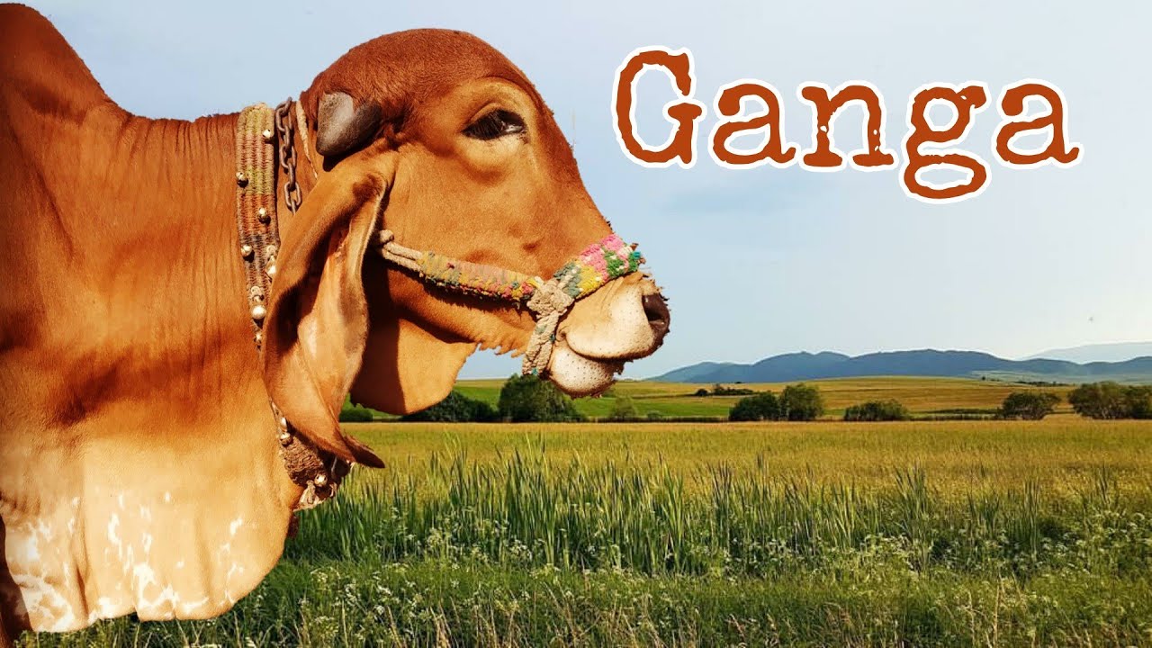 our gir calf ganga | Daughter of gir cow gopi and gir bull SAG G-26 ...