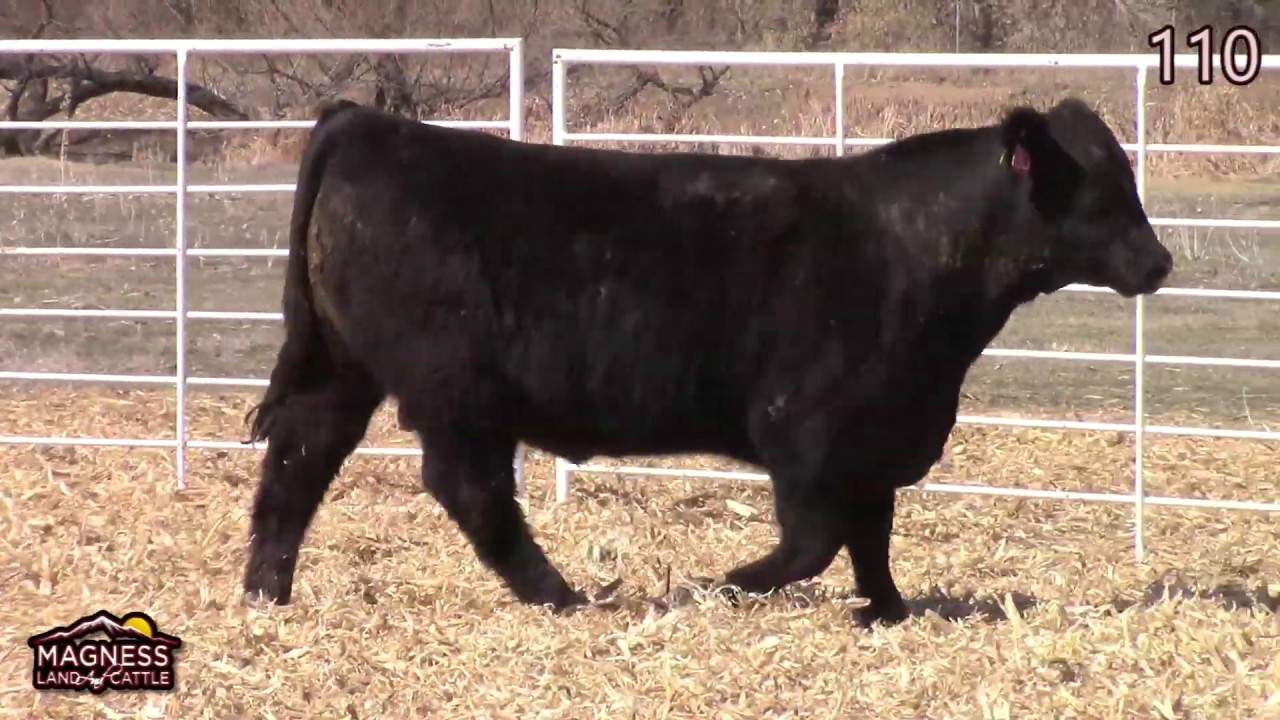 110 - 2020 Western Slope Bull Sale - YouTube