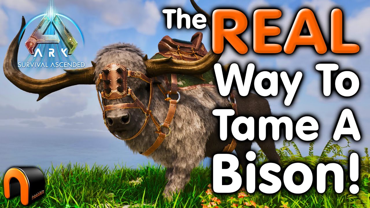 Ark How To Tame A BISON & Abilities! - YouTube