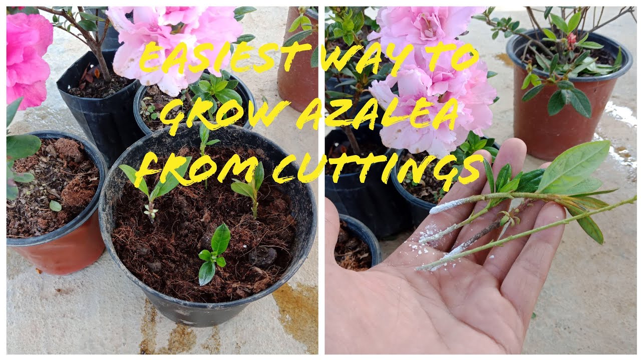 How To Grow Azalea From Cuttings,Easiest Way To Grow Azalea - YouTube