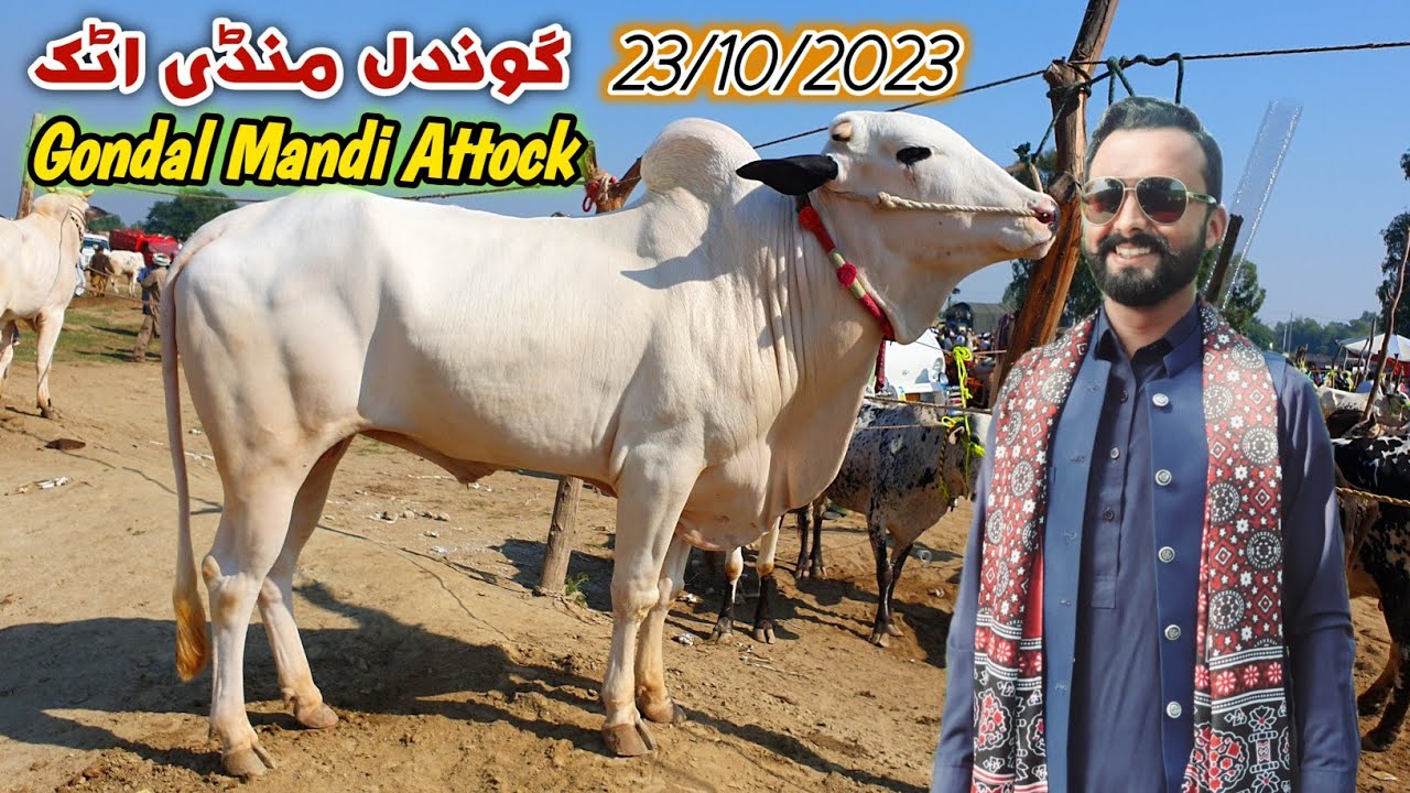Gondal Mandi Attock Latest Update 23 October 2023 | Domail Mandi K ...