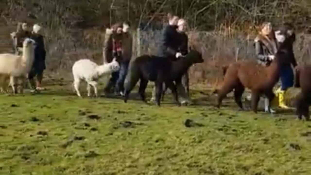 Alpaca Walking Herriard at Hensting Alpacas 07876234399 Alpaca Walking ...