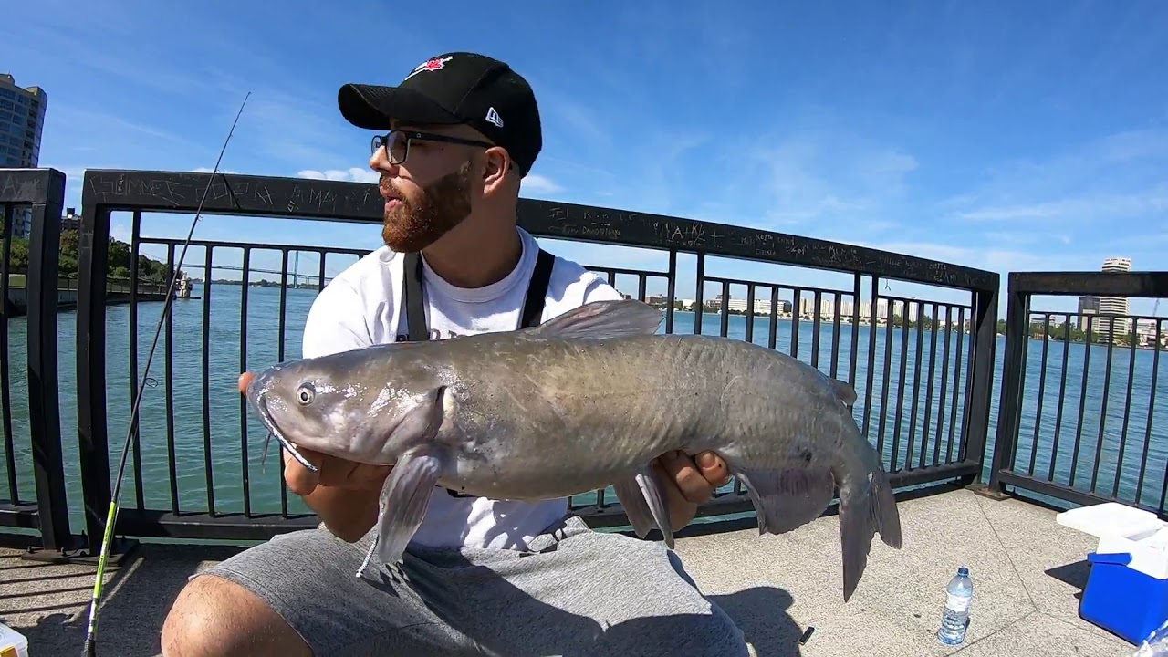 How to catch CHANNEL CATFISH in the Detroit River- Chicken liver - YouTube