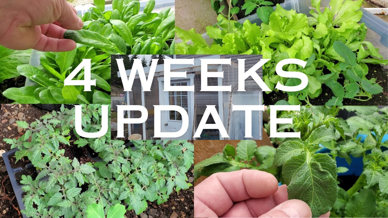 4 WEEKS Everything Growing Fantastic!! Lettuce Cantaloupe Spinach Tiny ...