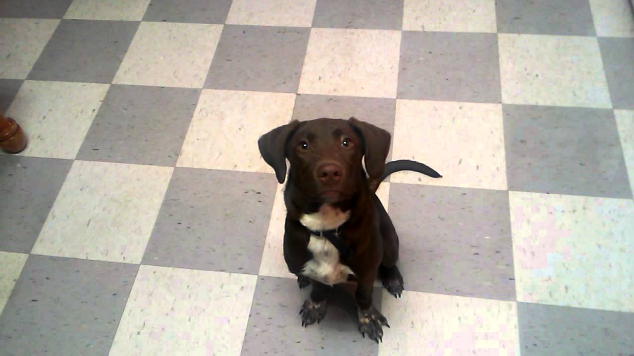Adorable Smart Lab Pointer Puppy!! - YouTube