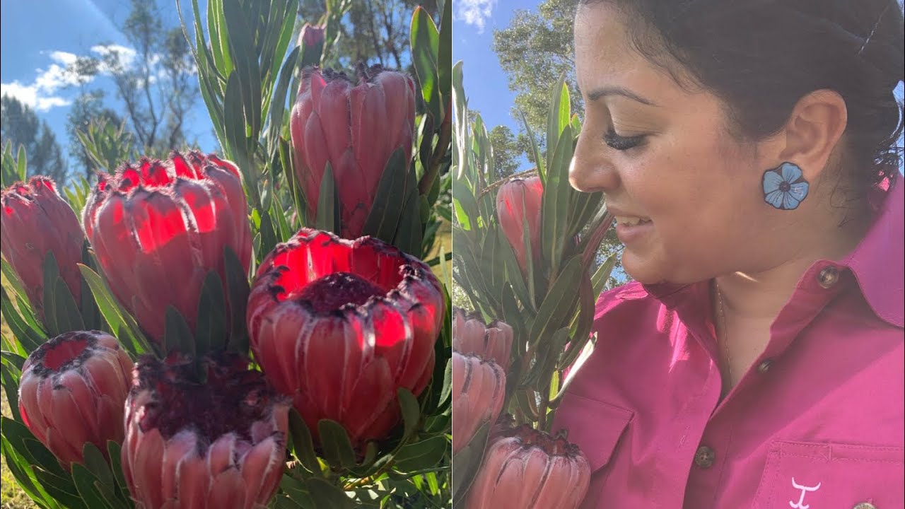 Plant Profile: Australis Ruby Protea - YouTube