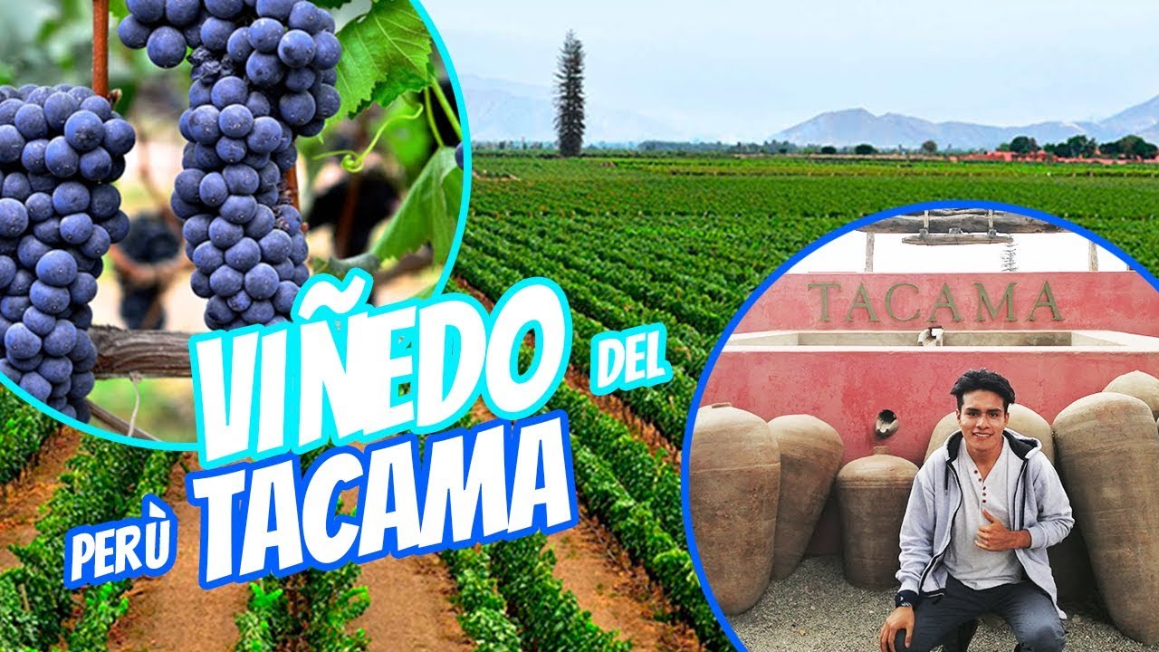 LA PRIMERA VIÑA DEL PERÙ TACAMA - YouTube