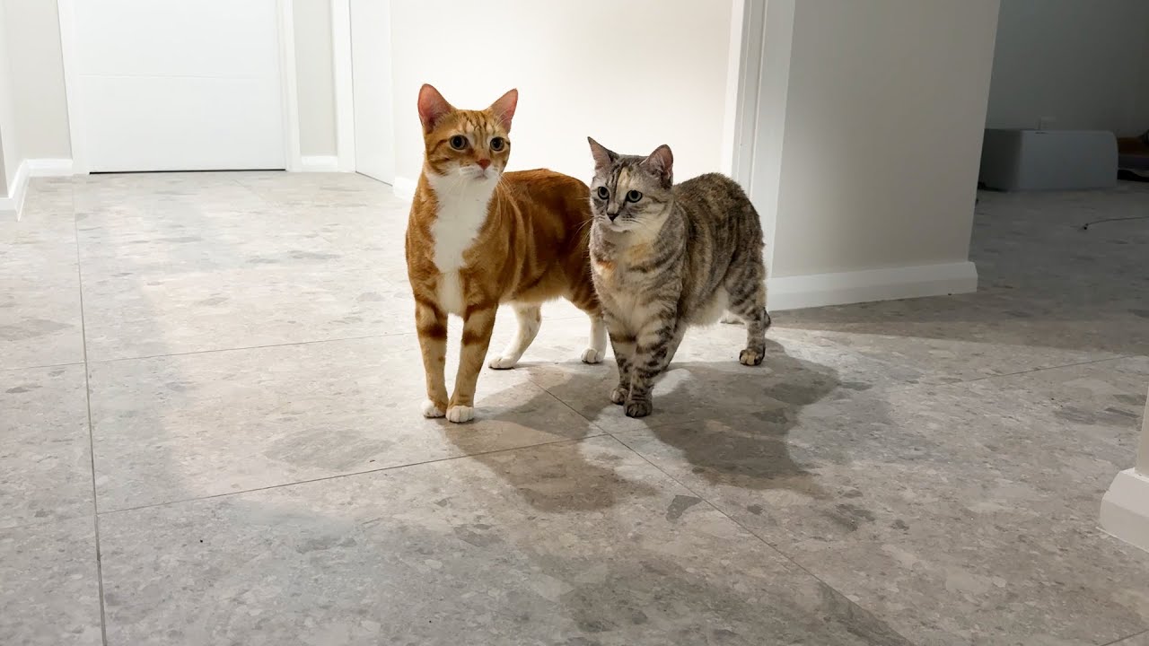 My cats explore their new home for the first time - YouTube