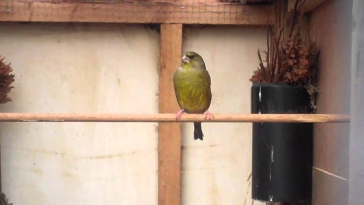 greenfinch singing - YouTube