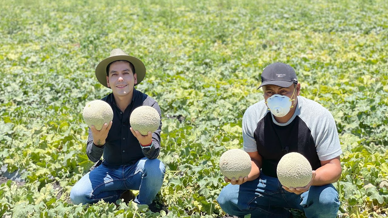 Cultivo de Melón | Variedades Melón Harris Moran (Bronco ...