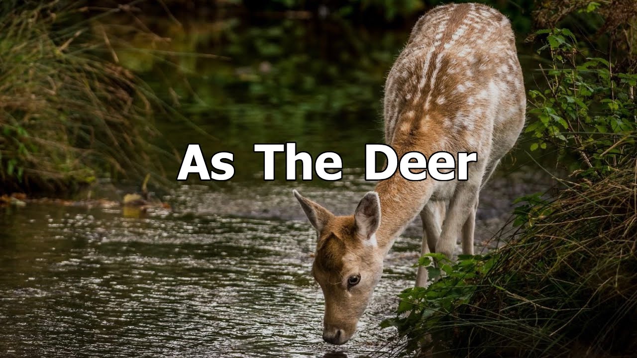 As The Deer - YouTube