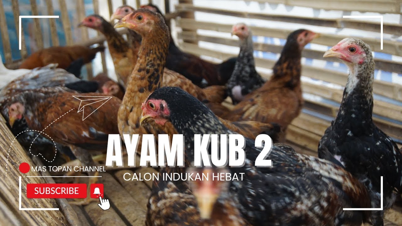 Ternak Ayam KUB 2 JANAKA Calon Indukan dengan Ayam Jolus Murah - YouTube