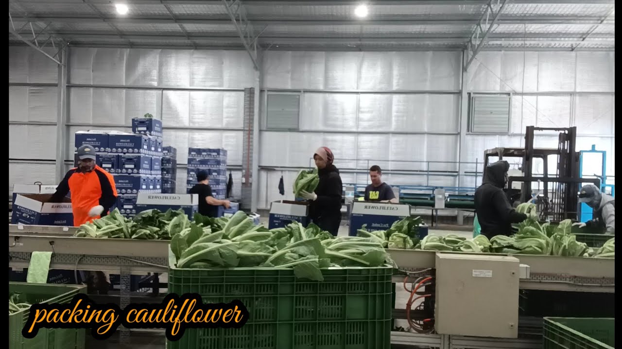 packing cauliflower #perkebunan Australia 🇦🇺 - YouTube