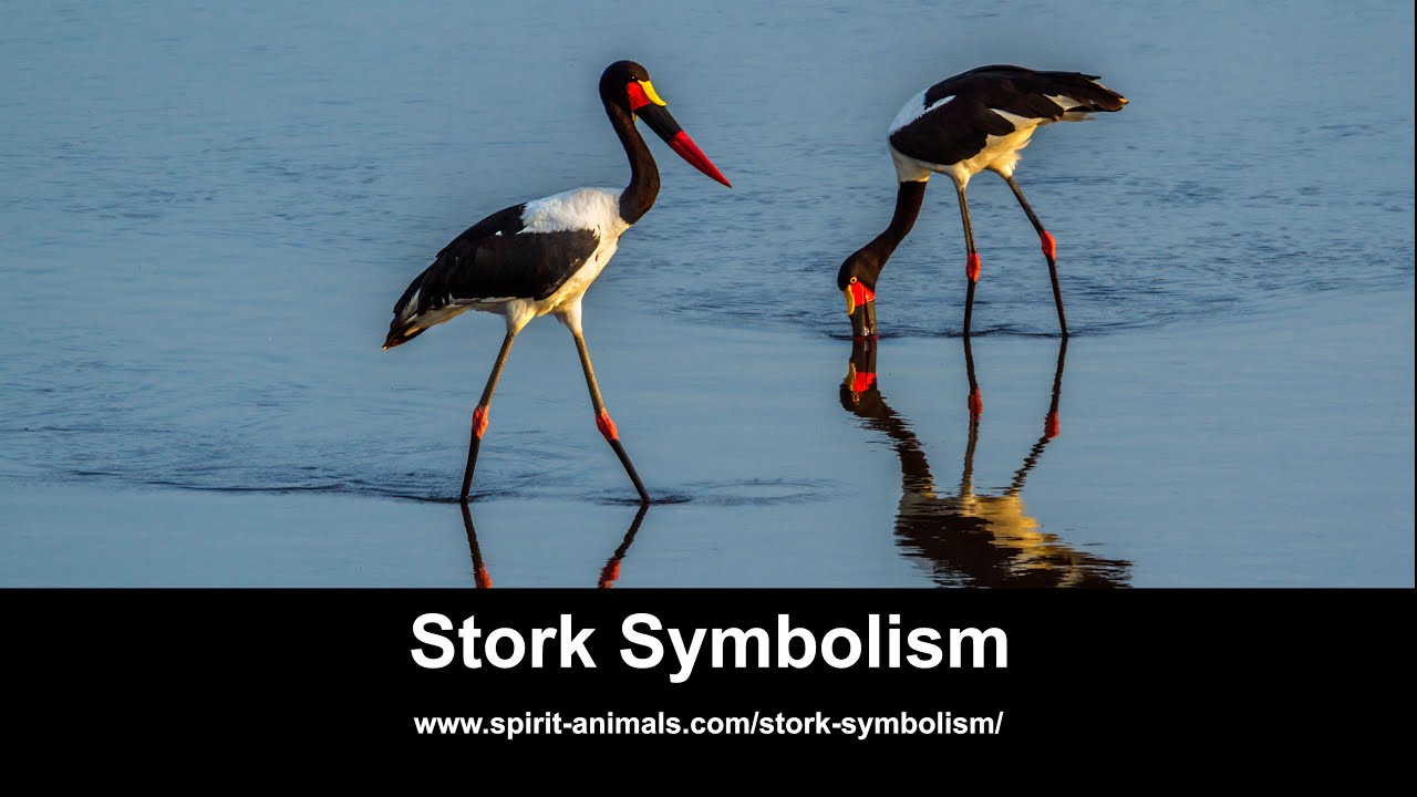 Stork Symbolism - YouTube