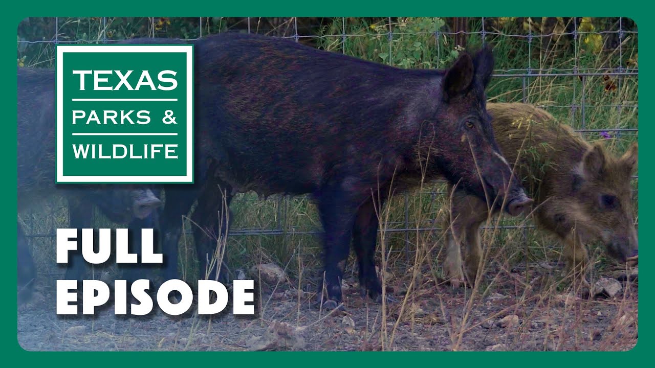 Trail Runners, Seminole Canyon, Wild Hog Cook-Off | Texas Parks ...