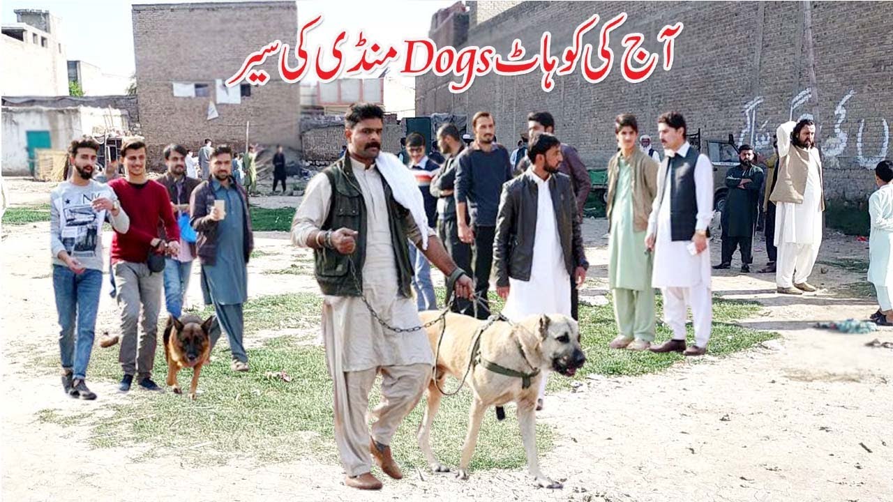 Latest Dogs Market 19-05-2024 | Aj ke Dog Mandi | dog market vlog 2024 ...