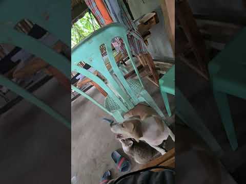 Bugik X cat toy